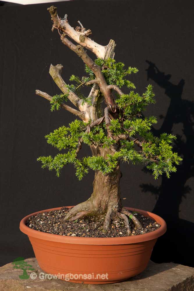 Nebari development and shallow roots for bonsai - Growing Bonsai
