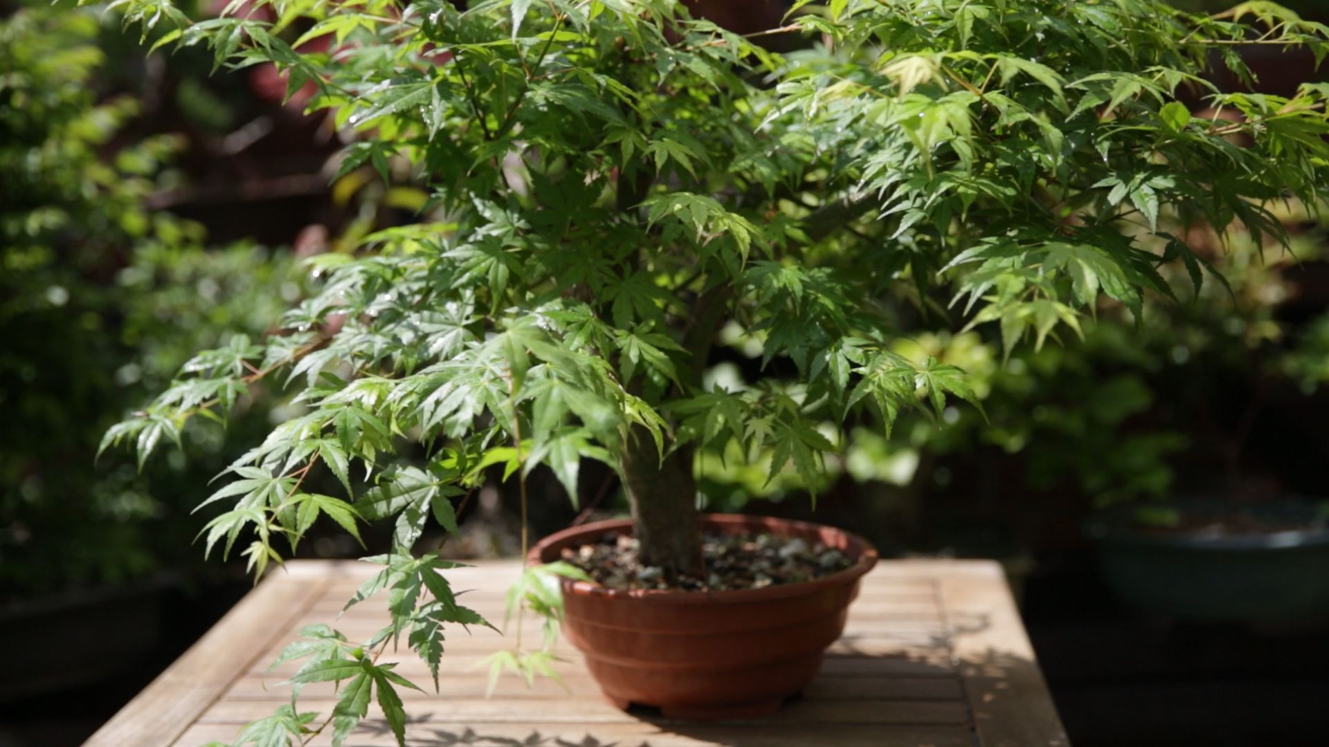 Japanese maple early development - Growing Bonsai